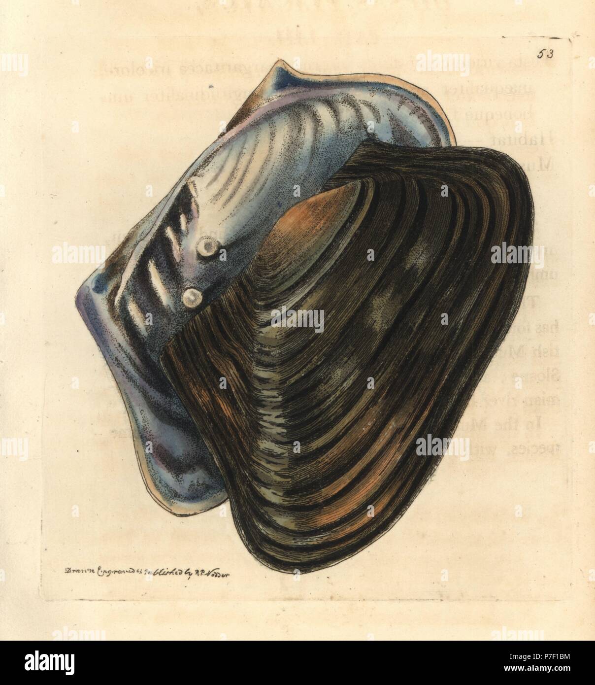 Pearl oyster, Cristaria plicata (Folded dipsas, Dipsas plicatus ...