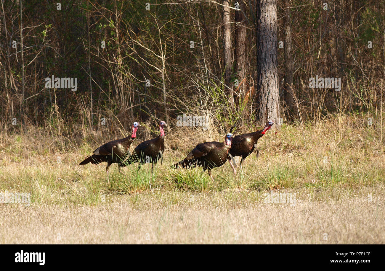 Eastern wild turkey hen hi-res stock photography and images - Alamy