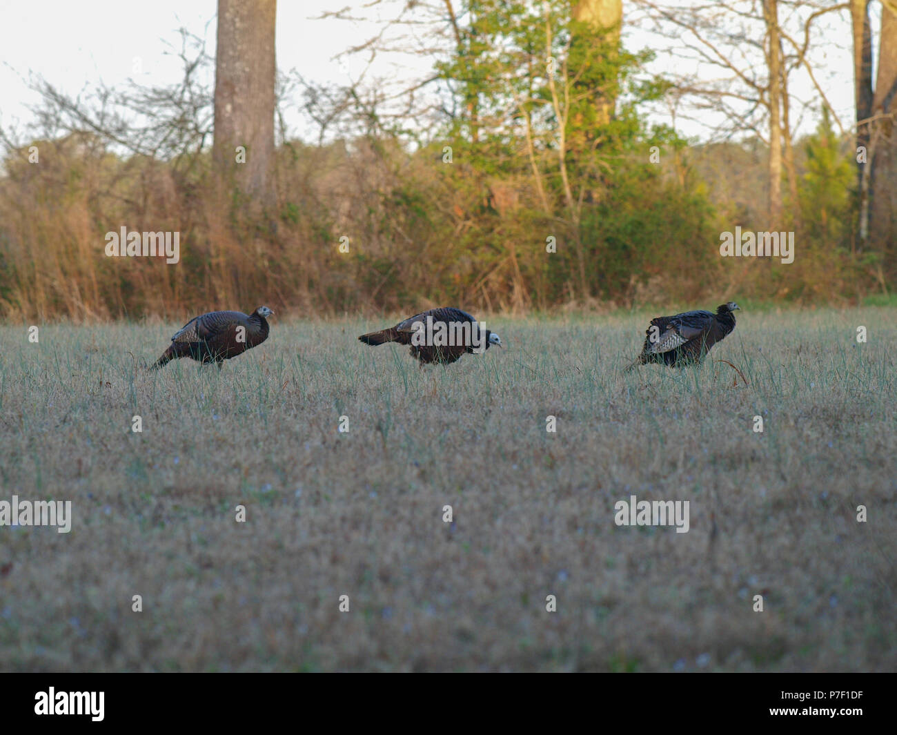 Tom strutting for hen hi-res stock photography and images - Alamy