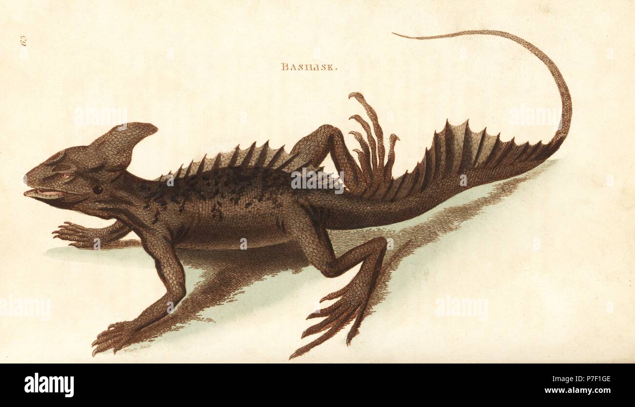 Common basilisk, Basiliscus basiliscus (Lacerta basiliscus ...