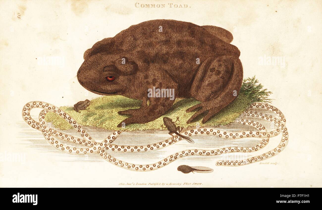 Toad, Bufo bufo (Common toad, Rana bufo) female with chains of ova or ...