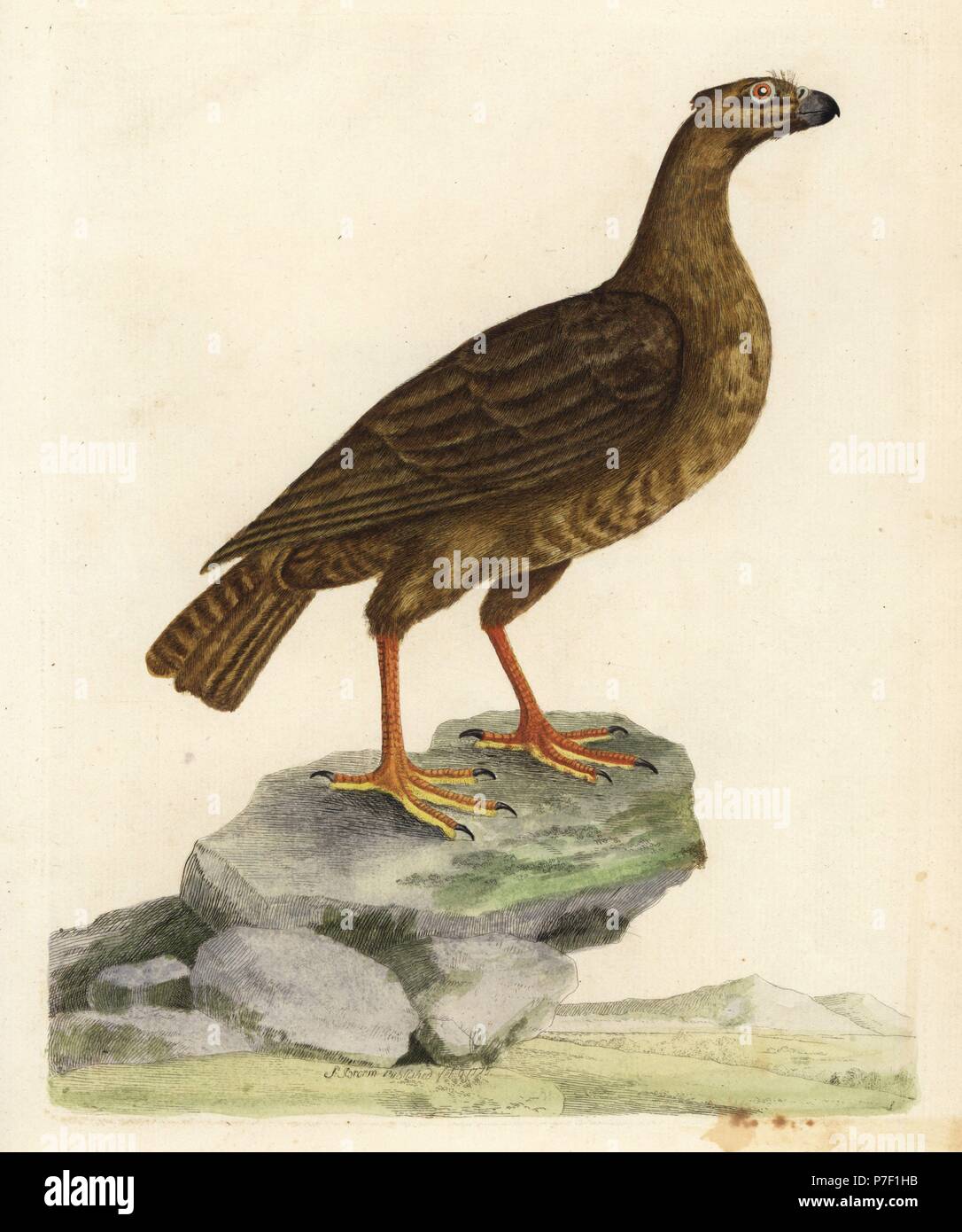 Griffon vulture, Gyps fulvus. (Tawny vulture, Falco ambustus.) From a ...