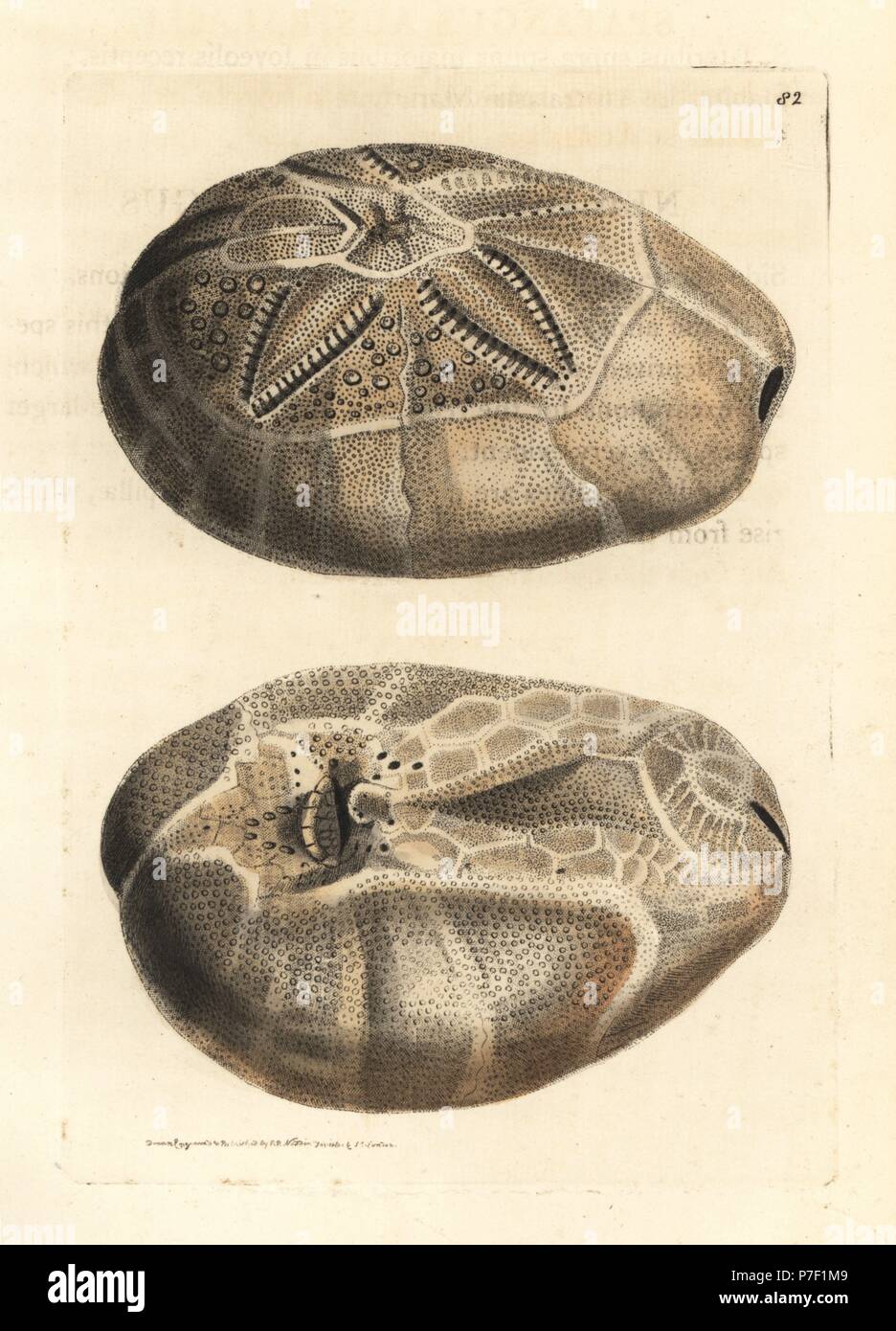 Sea urchin, Breynia australasiae (New Holland spatangus, Spatangus ...