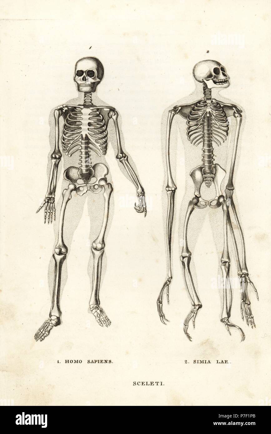 Skeletons of a man, Homo sapiens, and endangered lar gibbon, Hylobates ...
