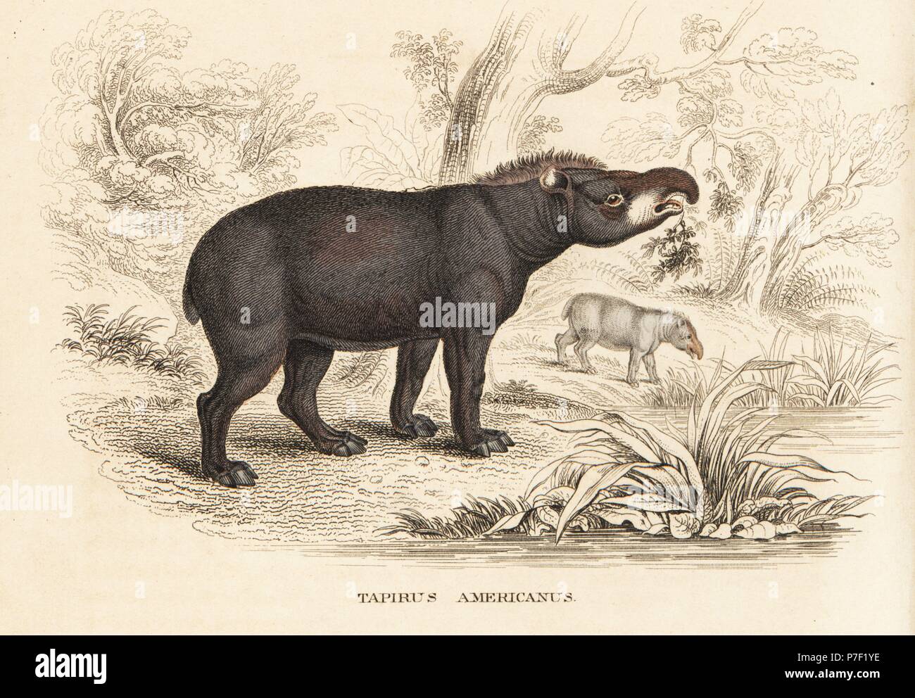 Mountain tapir or woolly tapir, Tapirus pinchaque, endangered. Tapirus ...