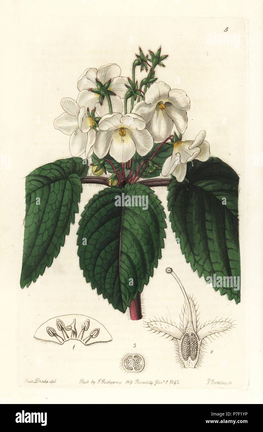 Niphaea oblonga hi-res stock photography and images - Alamy