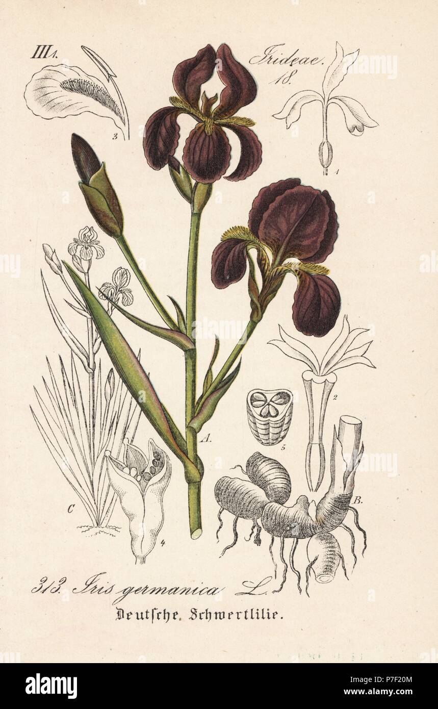 German iris, Iris germanica. Handcoloured lithograph from Diederich von ...