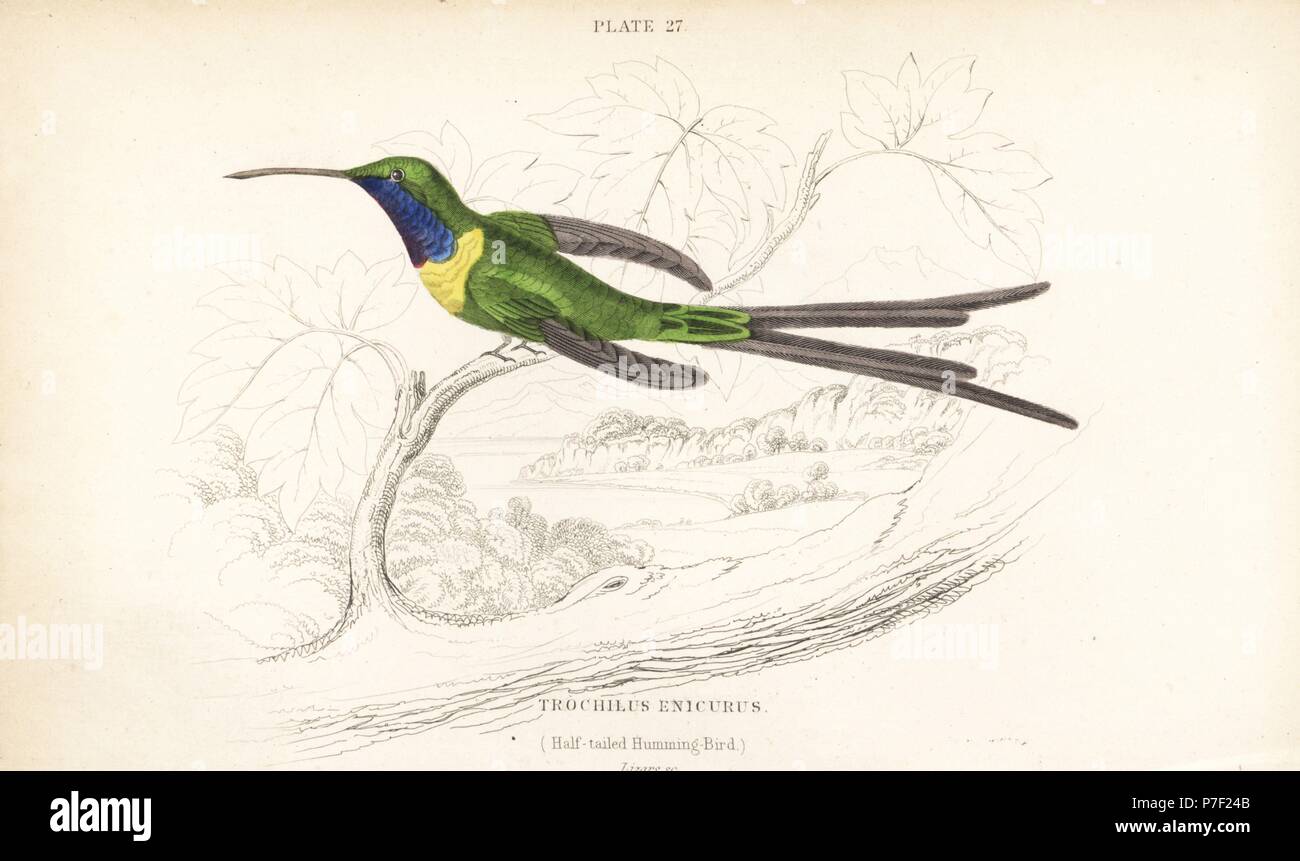 Trochilus enicurus hi-res stock photography and images - Alamy