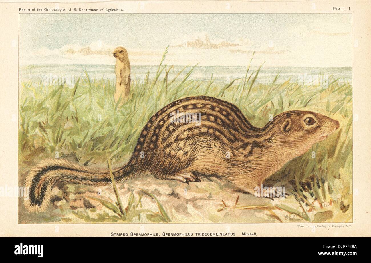 Striped gopher hi-res stock photography and images - Alamy