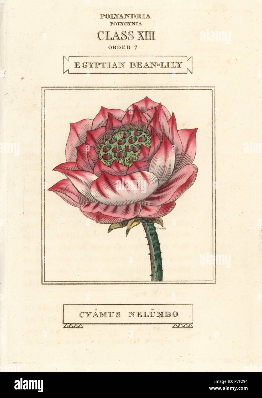 Sacred lotus, Nelumbo nucifera (Egyptian bean lily, Cyamus nelumbo ...