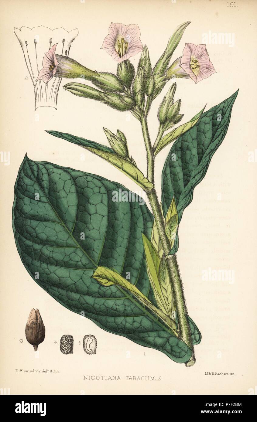 Nicotiana Tabacum Drawing
