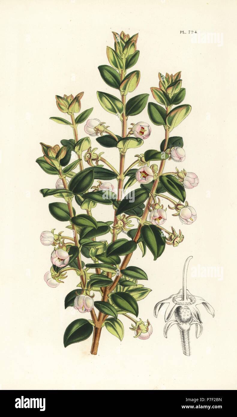 Chilean guava or strawberry myrtle, Ugni molinae (Eugenia ugni ...