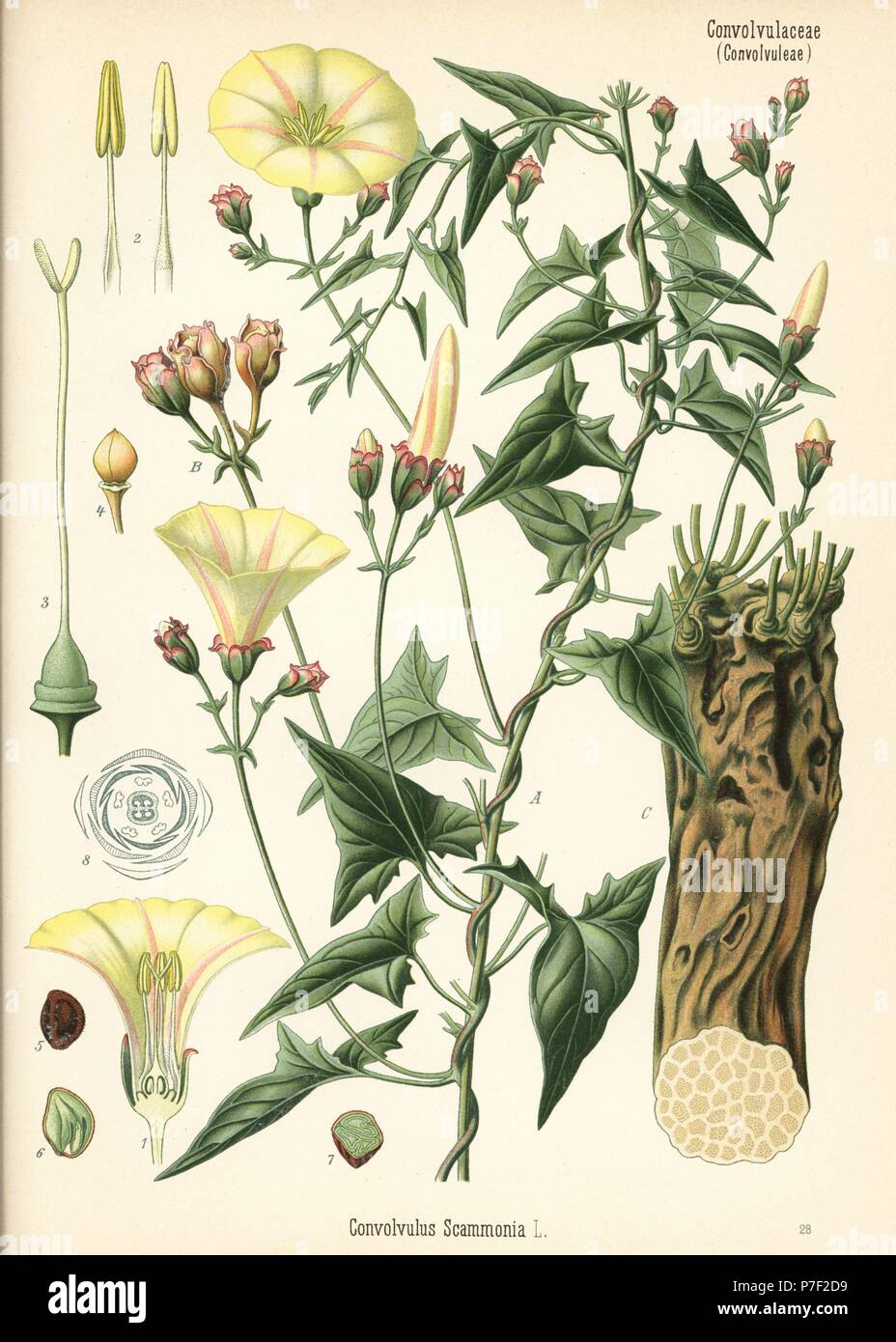 Scammony bindweed, Convolvulus scammonia. Chromolithograph after a ...