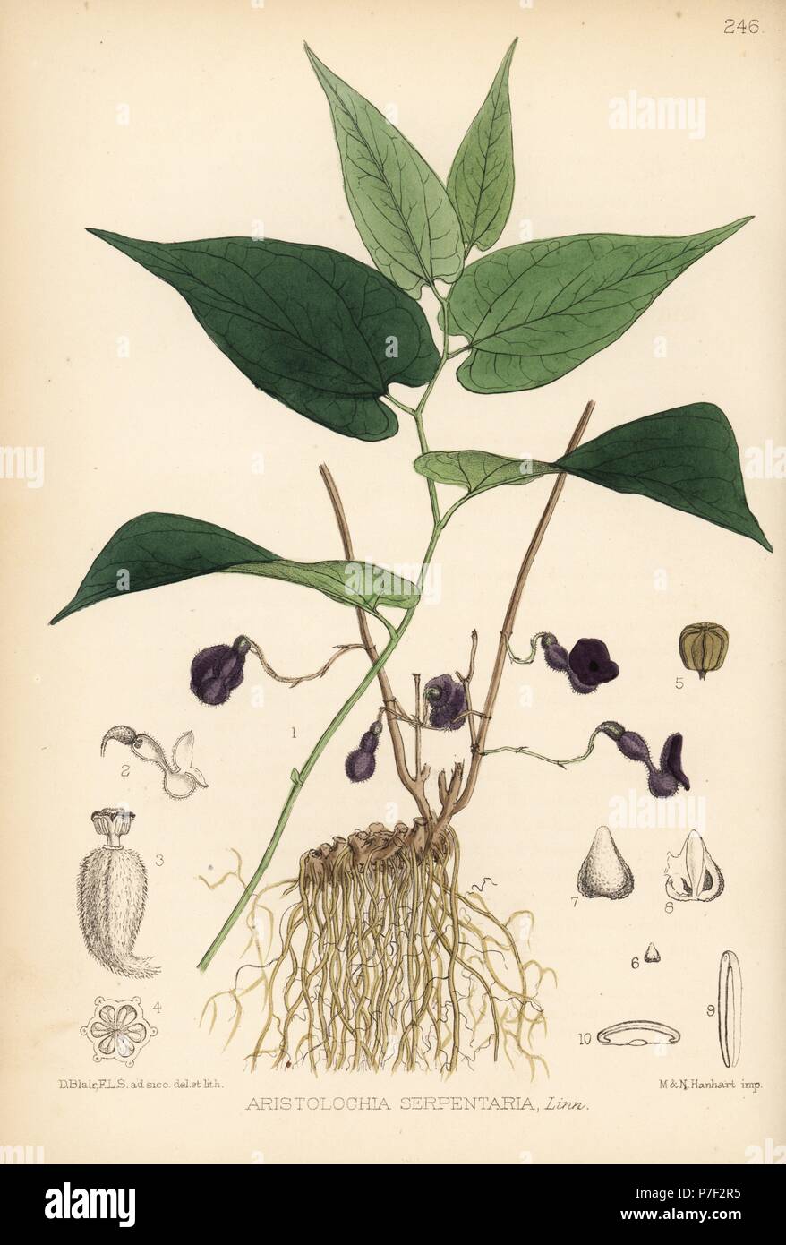 Virginian snakeroot, Aristolochia serpentaria. Handcoloured lithograph ...