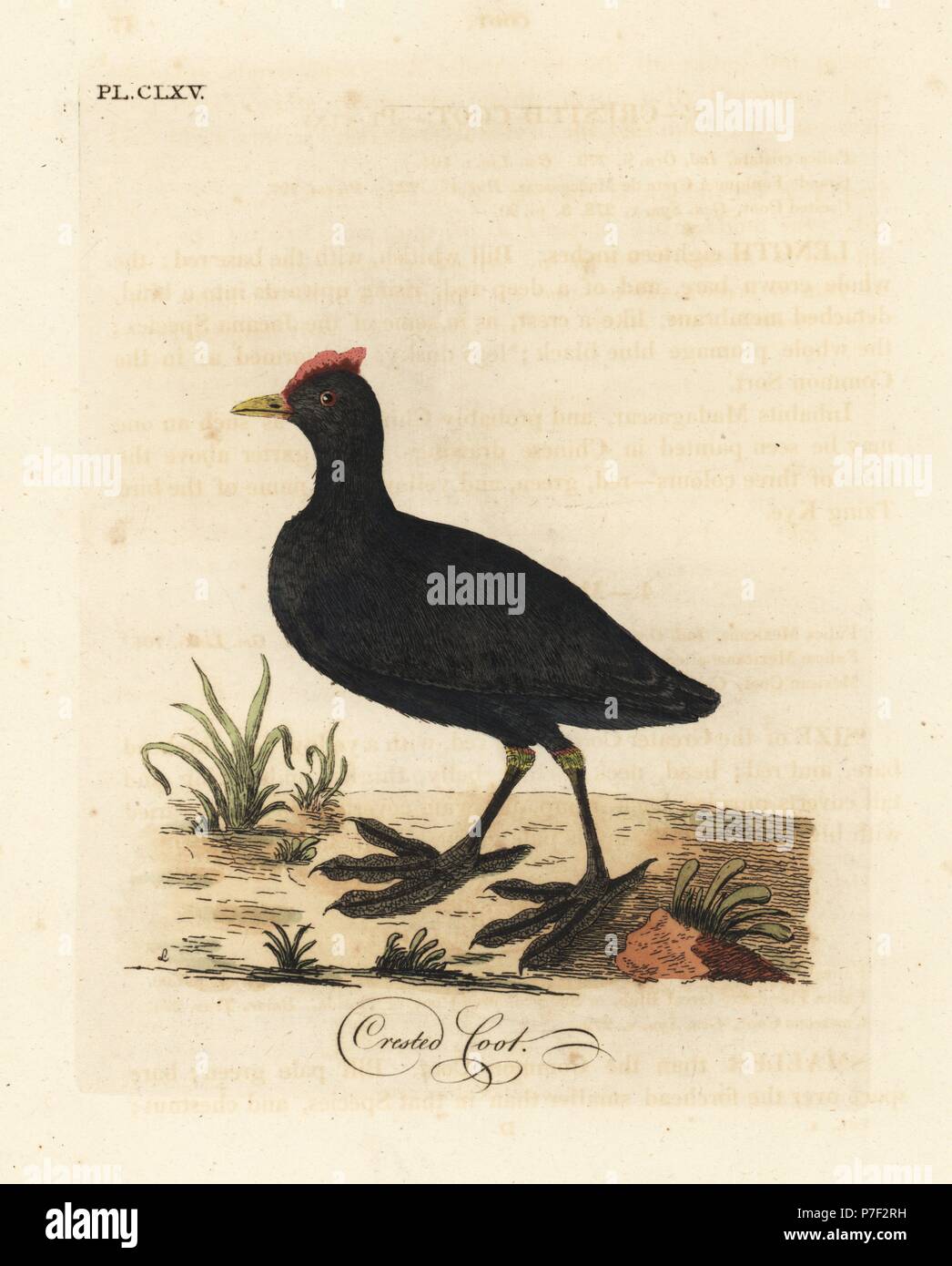 Red-knobbed coot or crested coot, Fulica cristata. Handcoloured ...