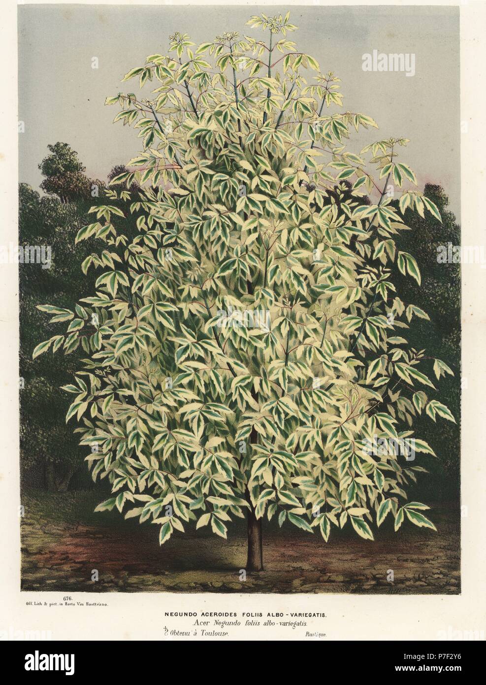 Negundo aceroides hi-res stock photography and images - Alamy