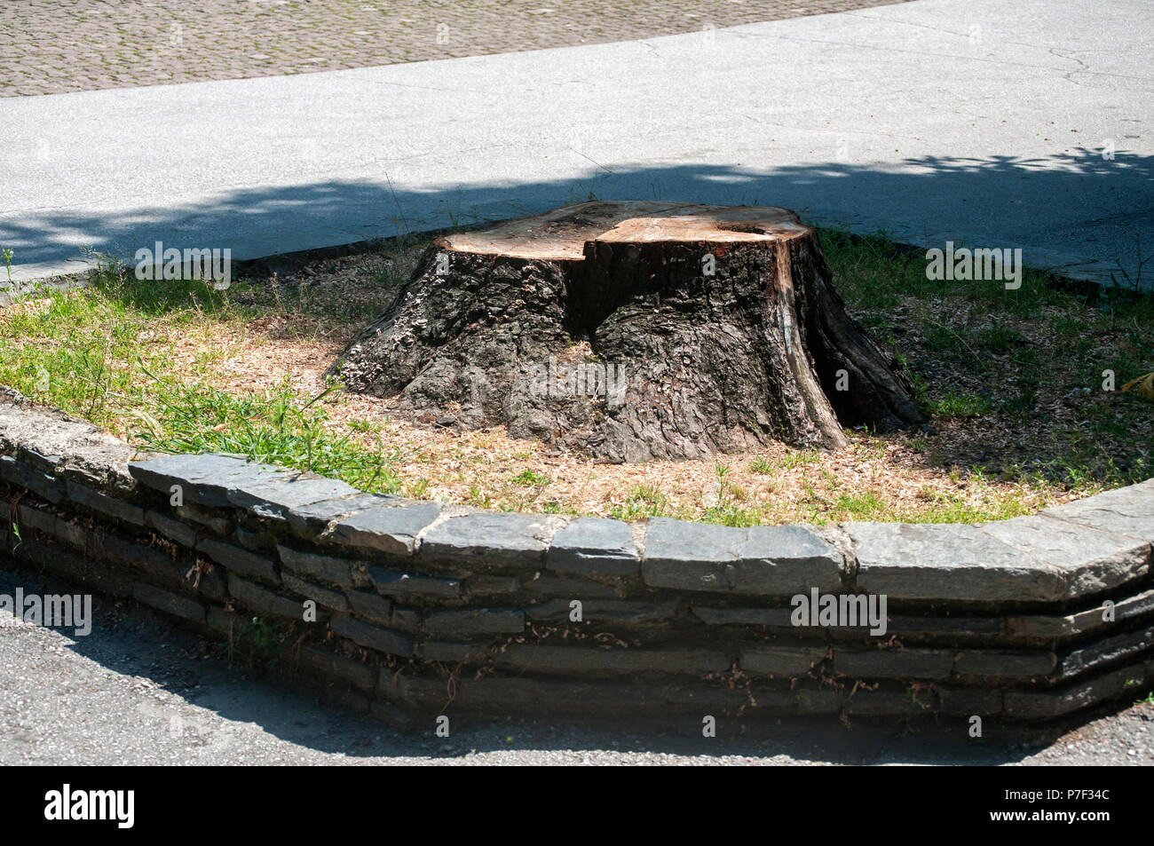 Stump of cut big tree in a park alley closeup in sunny day Stock Photo ...