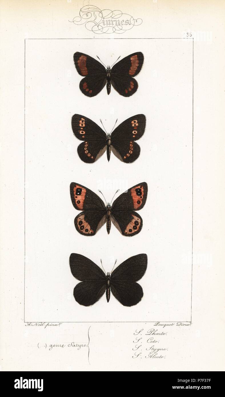 Blind ringlet, Erebia pharte, almond-eyed ringlet, Erebia alberganus ...