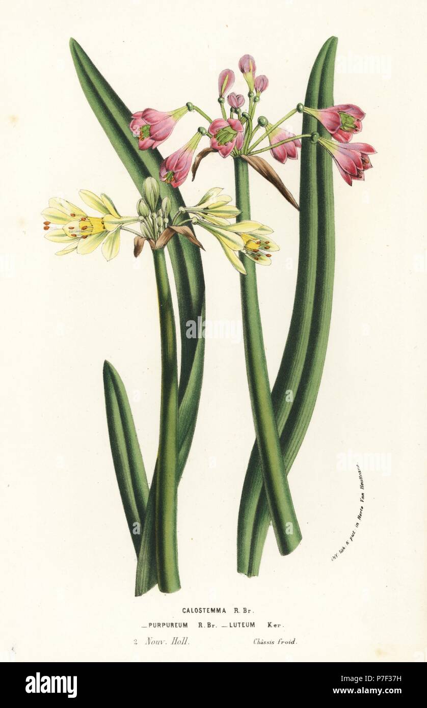 Wilcannia lily hi-res stock photography and images - Alamy