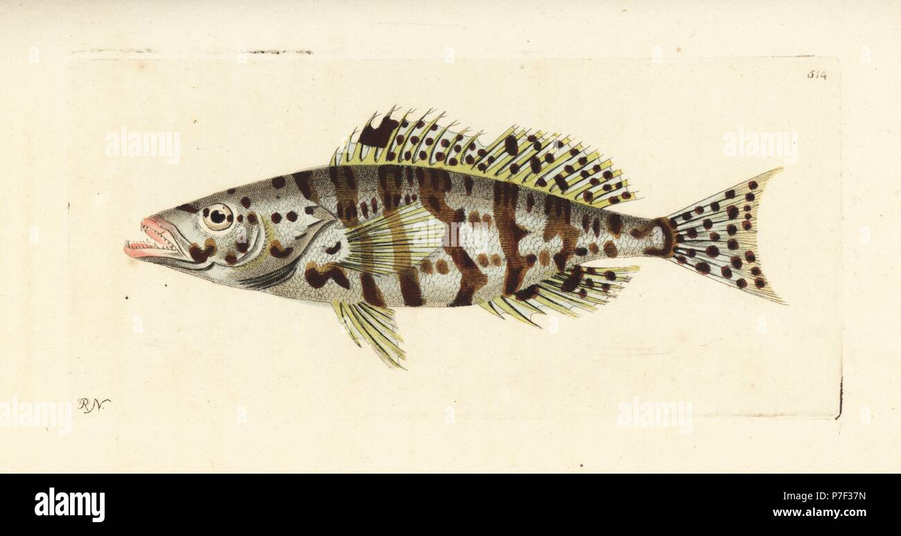Harlequin bass, Serranus tigrinus (Variegated holocentrus, Holocentrus ...