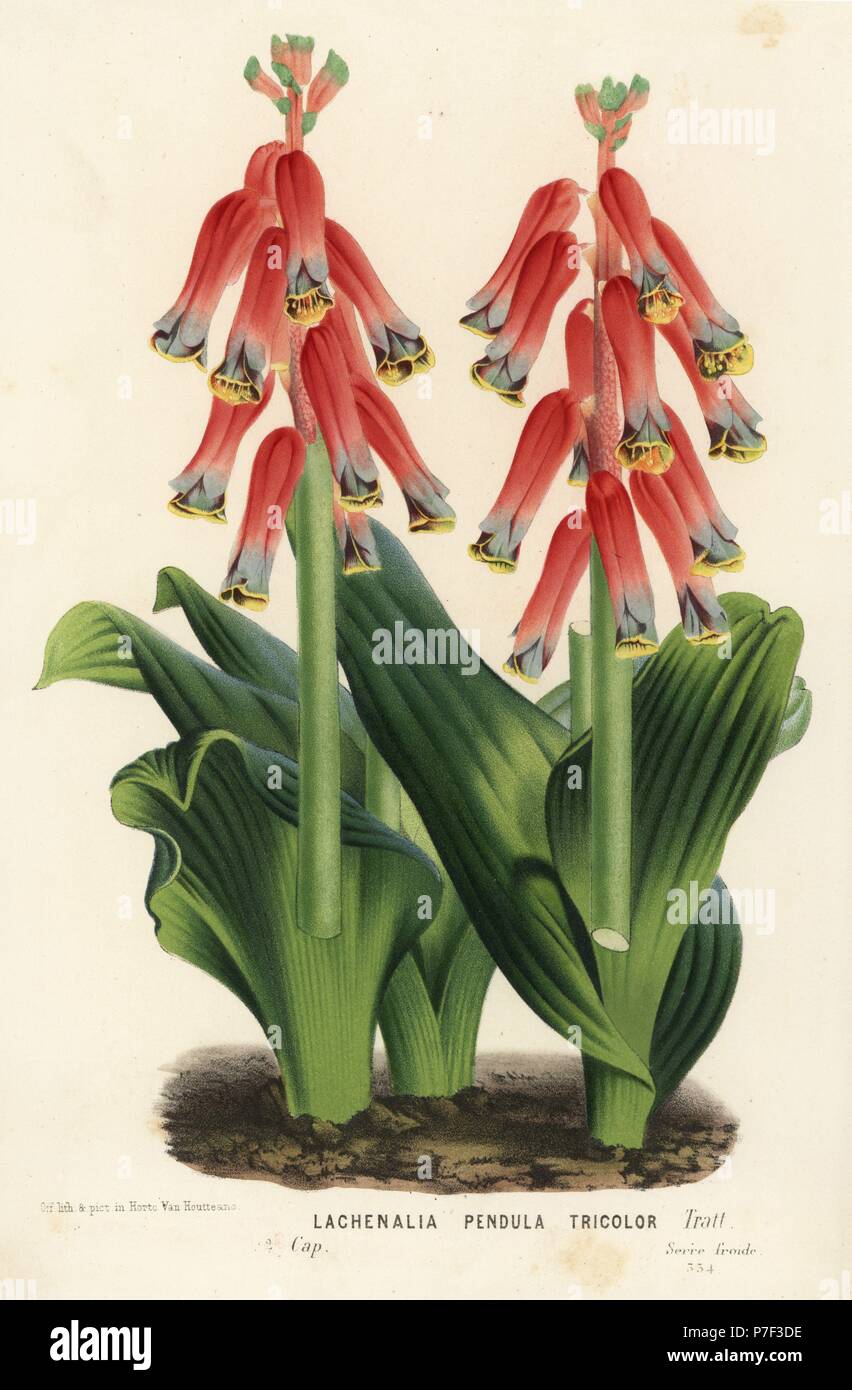 Lachenalia bulbifera pendula hi-res stock photography and images - Alamy