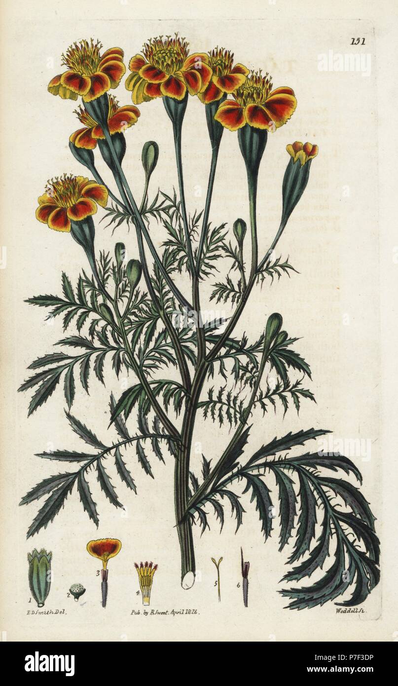 Mexican marigold, Tagetes erecta (Corymbus-flowered tagetes, Tagetes ...