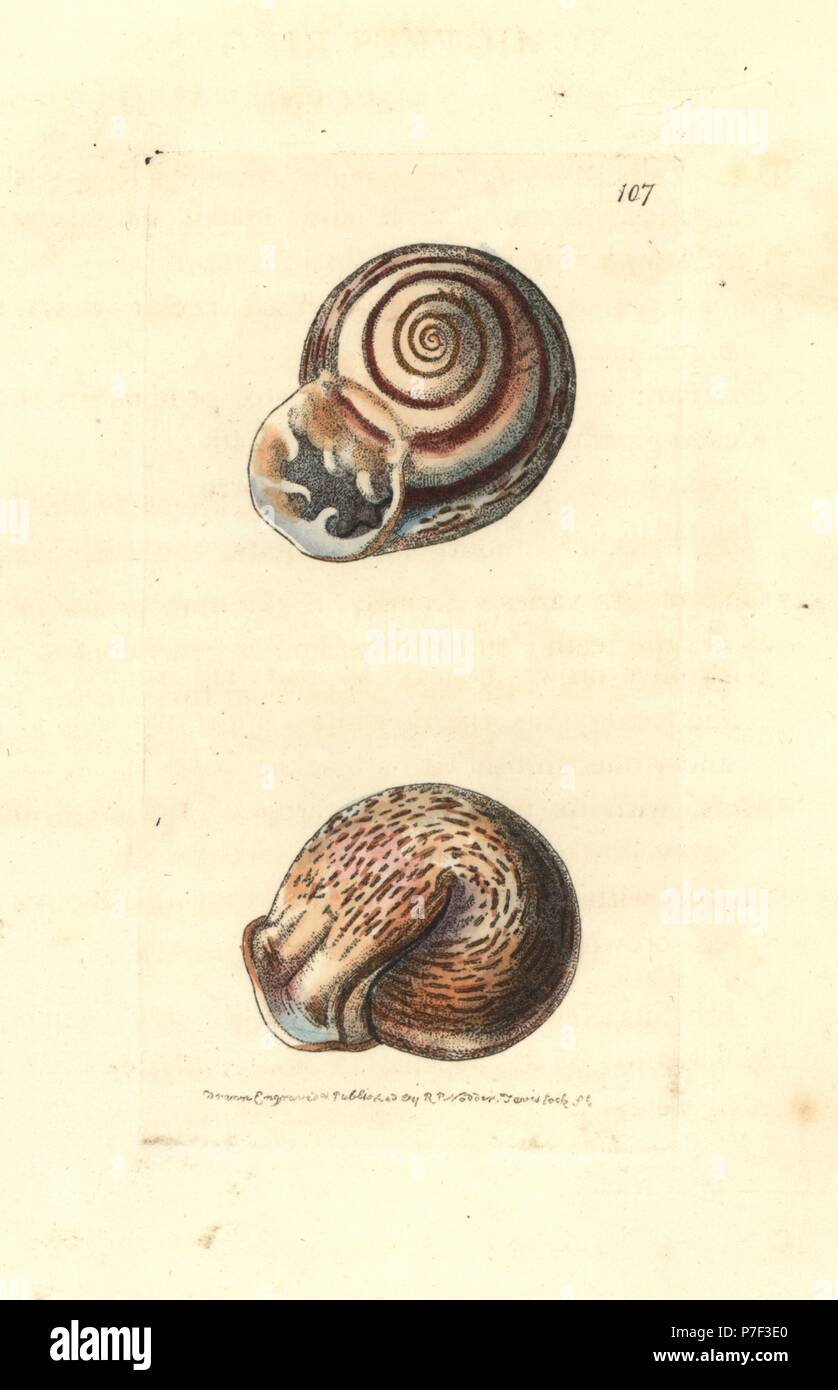 Ringent snail hi-res stock photography and images - Alamy