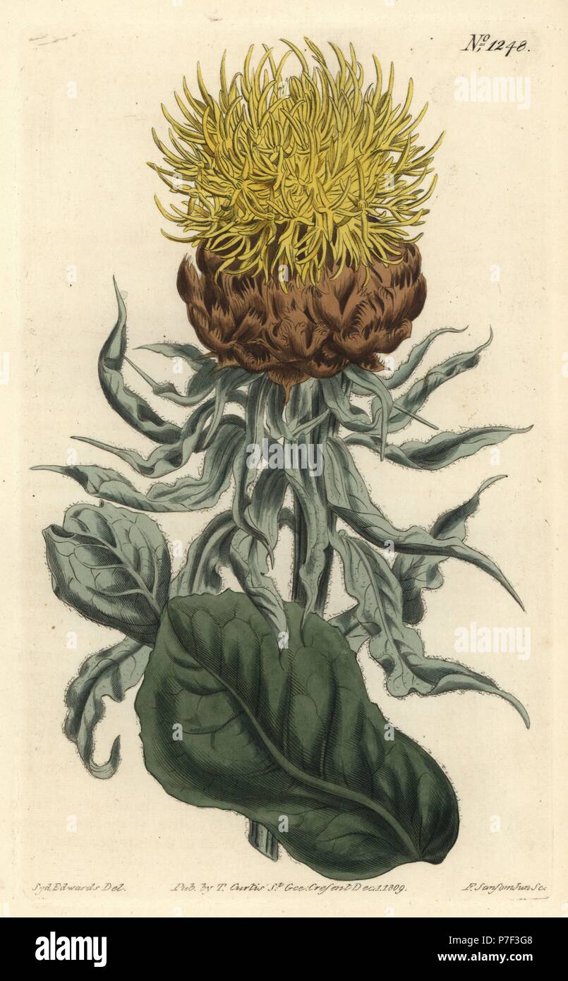 Large headed yellow centaury hi-res stock photography and images - Alamy