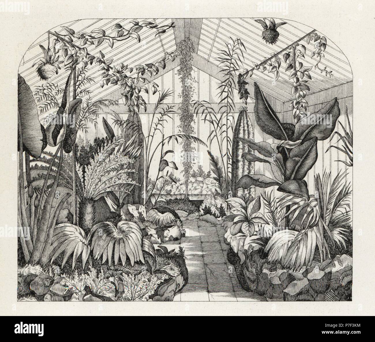 Interior of Nathaniel Ward's fern greenhouse, Clapham, London, 1851 ...