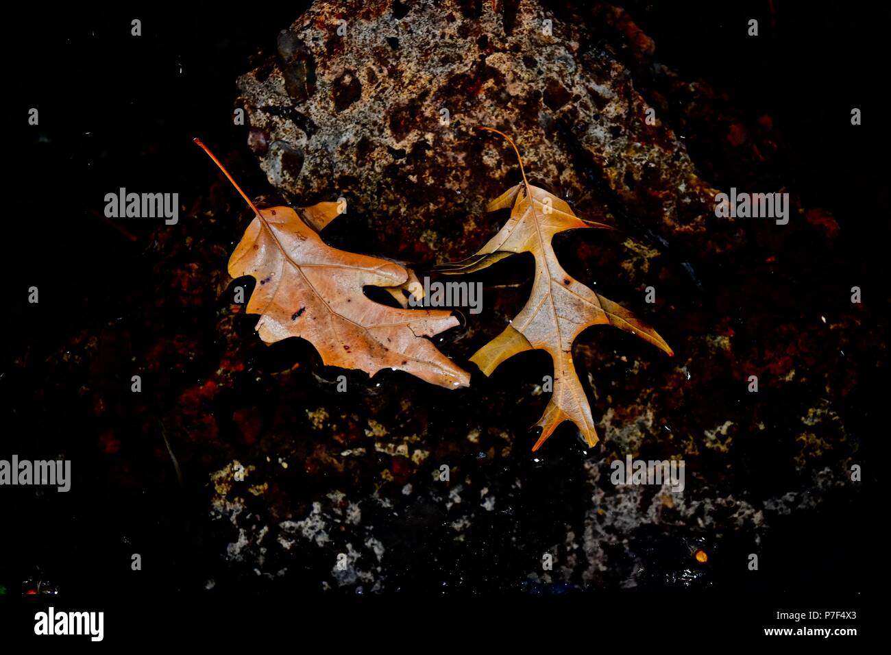 Pond tree leaves floating autumn hi-res stock photography and images ...