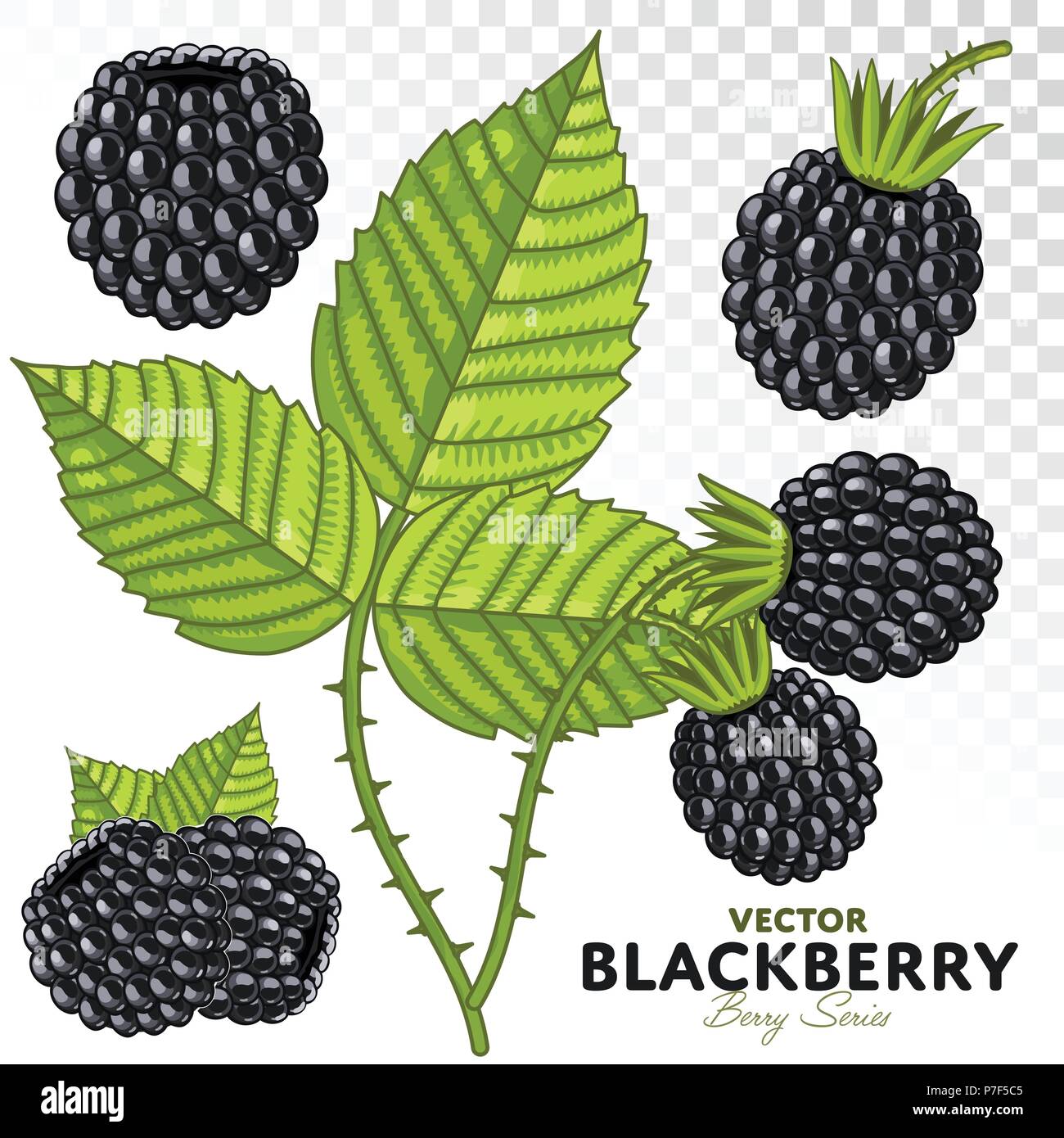 Blackberry Set, Vector Stock Vector Image & Art - Alamy