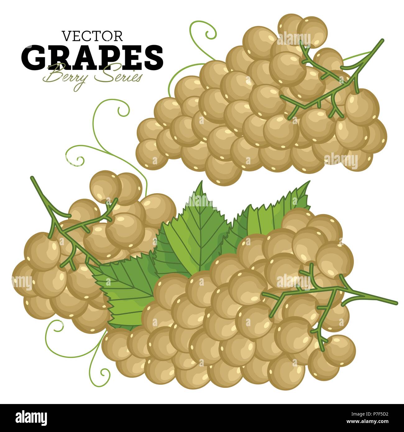 Grape Set, Vector Stock Vector Image & Art - Alamy