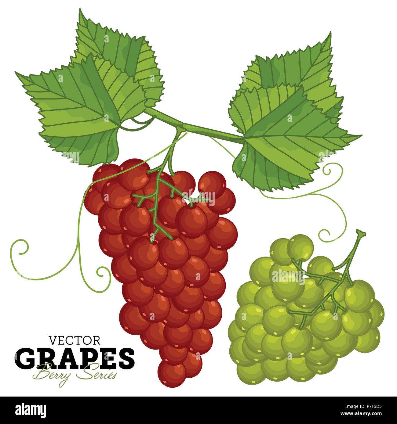 Grape Set, Vector Stock Vector Image & Art - Alamy