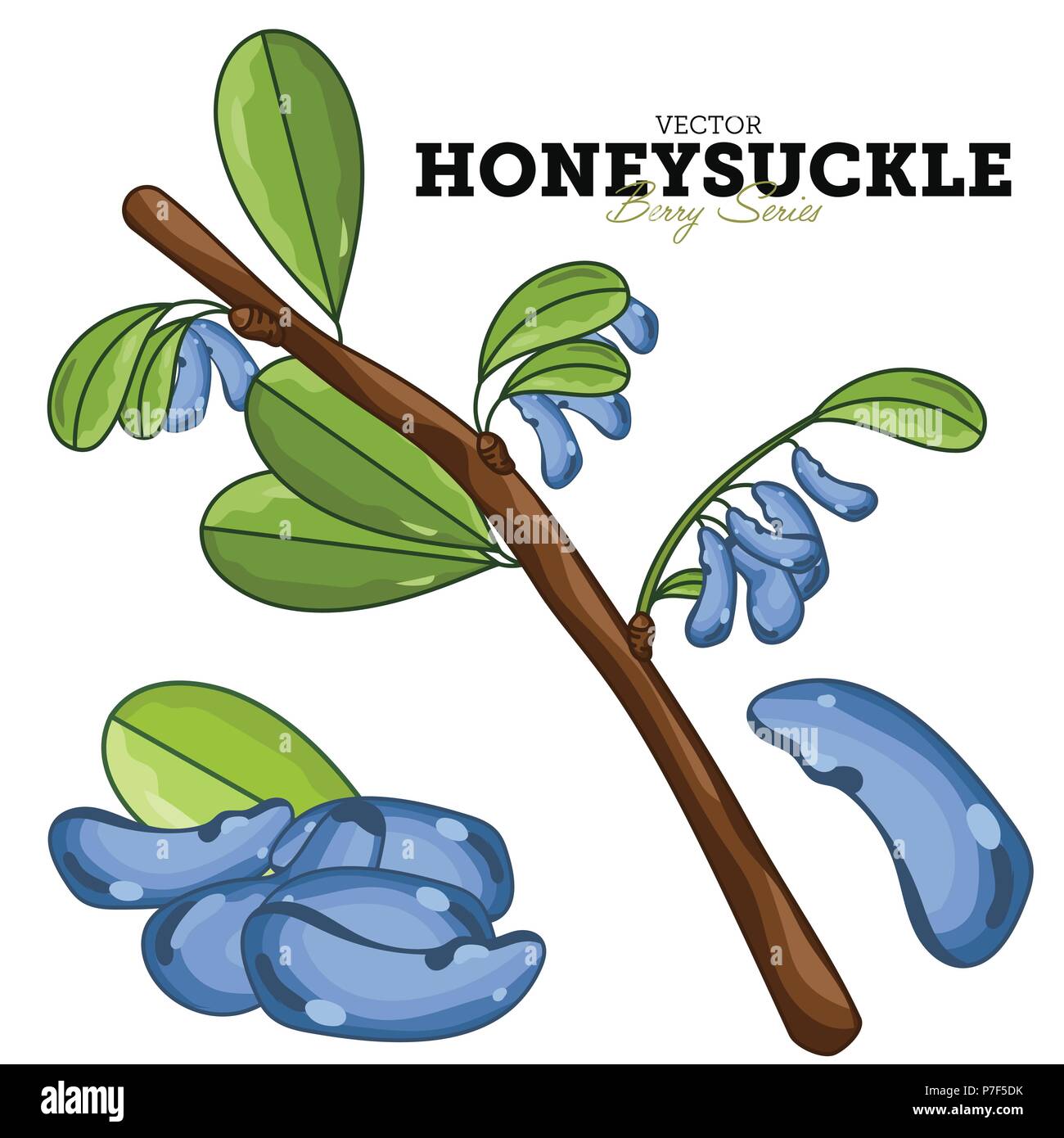 Honeysuckle Set, Vector Stock Vector Image & Art - Alamy