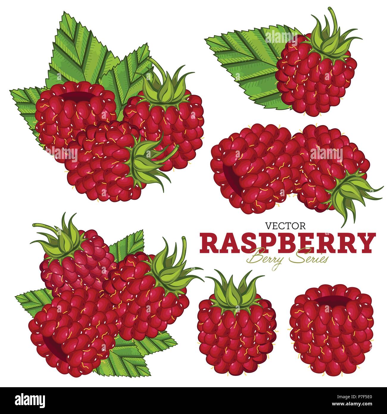 Raspberry Set, Vector Stock Vector Image & Art - Alamy