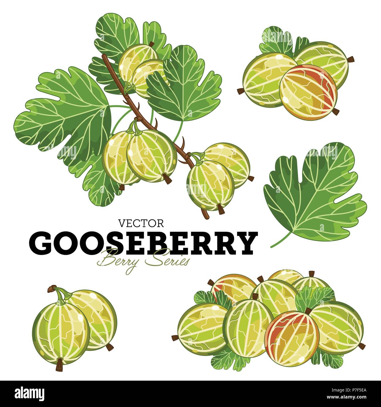 Gooseberry Set, Vector Stock Vector Image & Art - Alamy