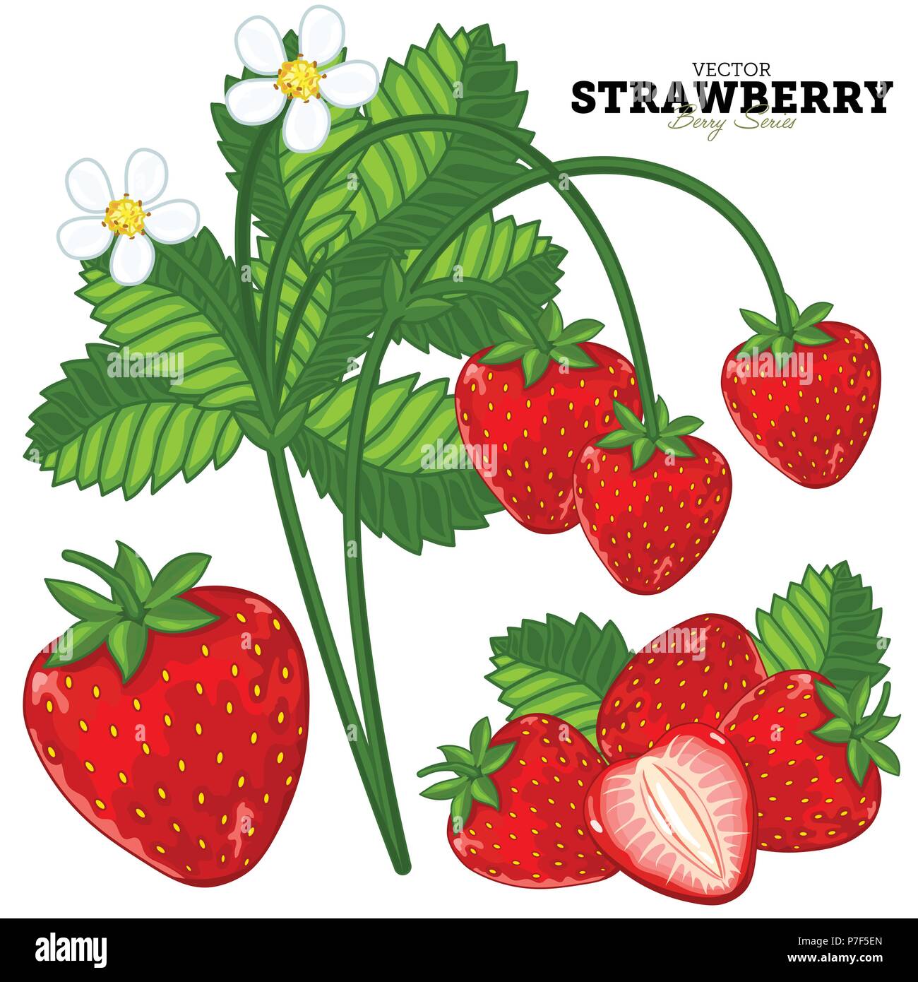 Strawberry Set, Vector Stock Vector Image & Art - Alamy