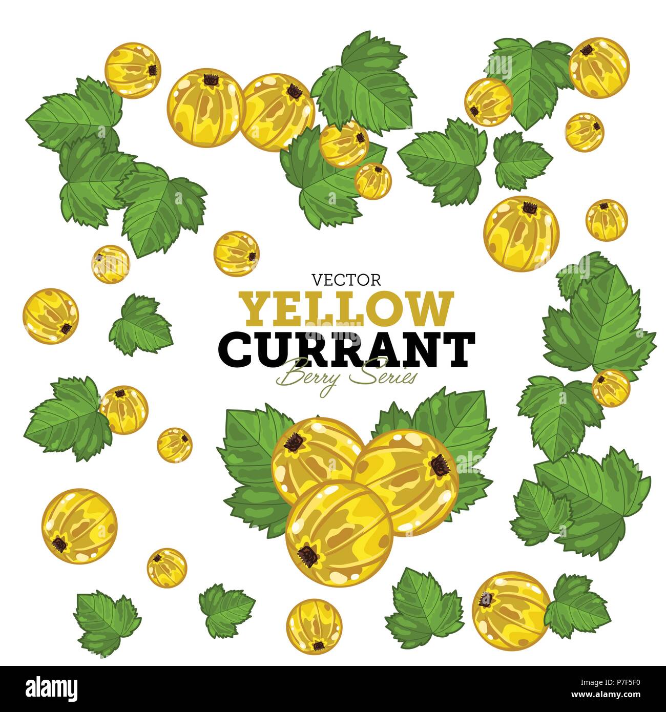 Black currant vector Stock Vector Images - Alamy