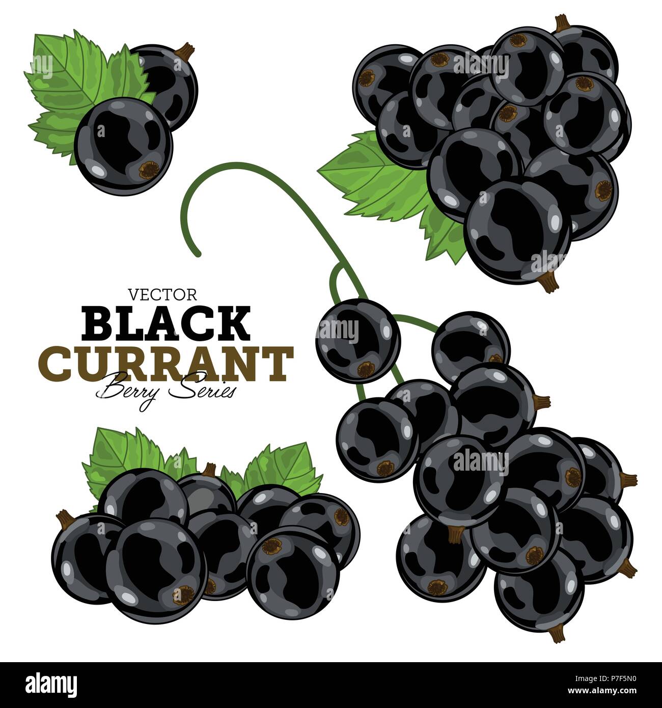 Black currant vector Stock Vector Images - Alamy