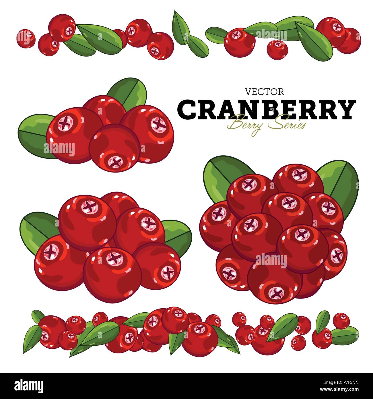 Cranberry Set, Vector Stock Vector Image & Art - Alamy