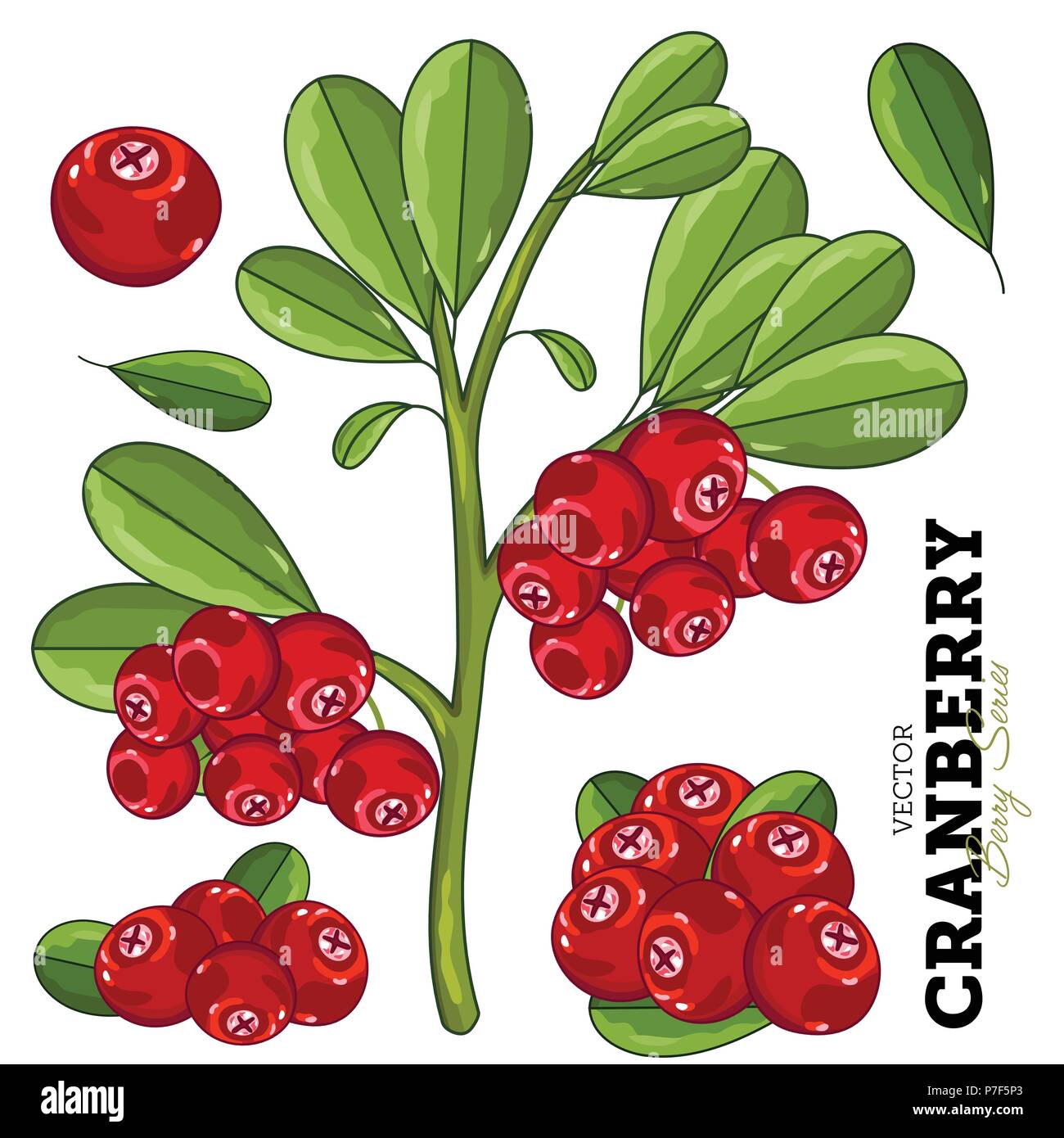 Cranberry vector Cut Out Stock Images & Pictures - Alamy