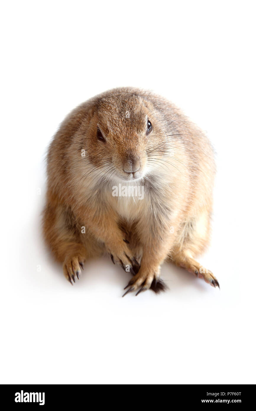 Small dog forward on white Cut Out Stock Images & Pictures - Alamy