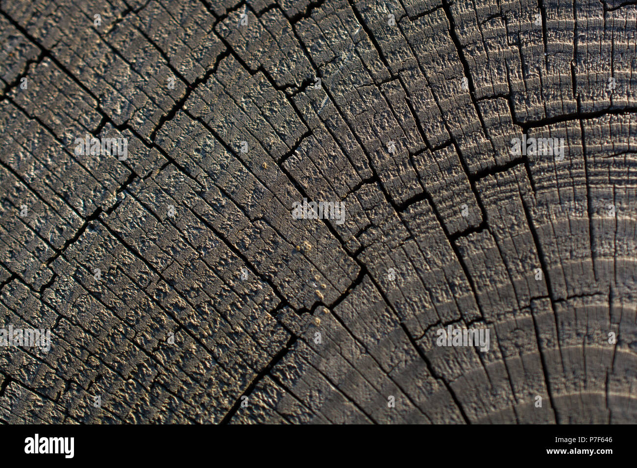 Cut tree stump surface as a background texture Stock Photo - Alamy