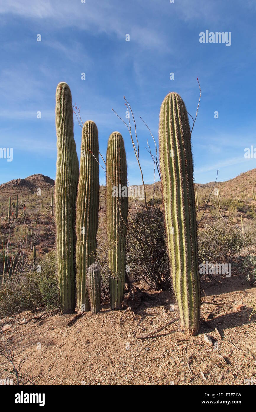 Saguaro National Park landscape from the King Canyon Trail near Tucson ...