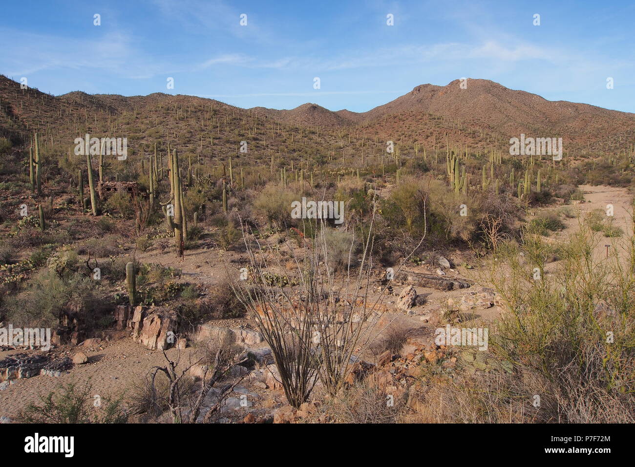 Saguaro National Park landscape from the King Canyon Trail near Tucson ...