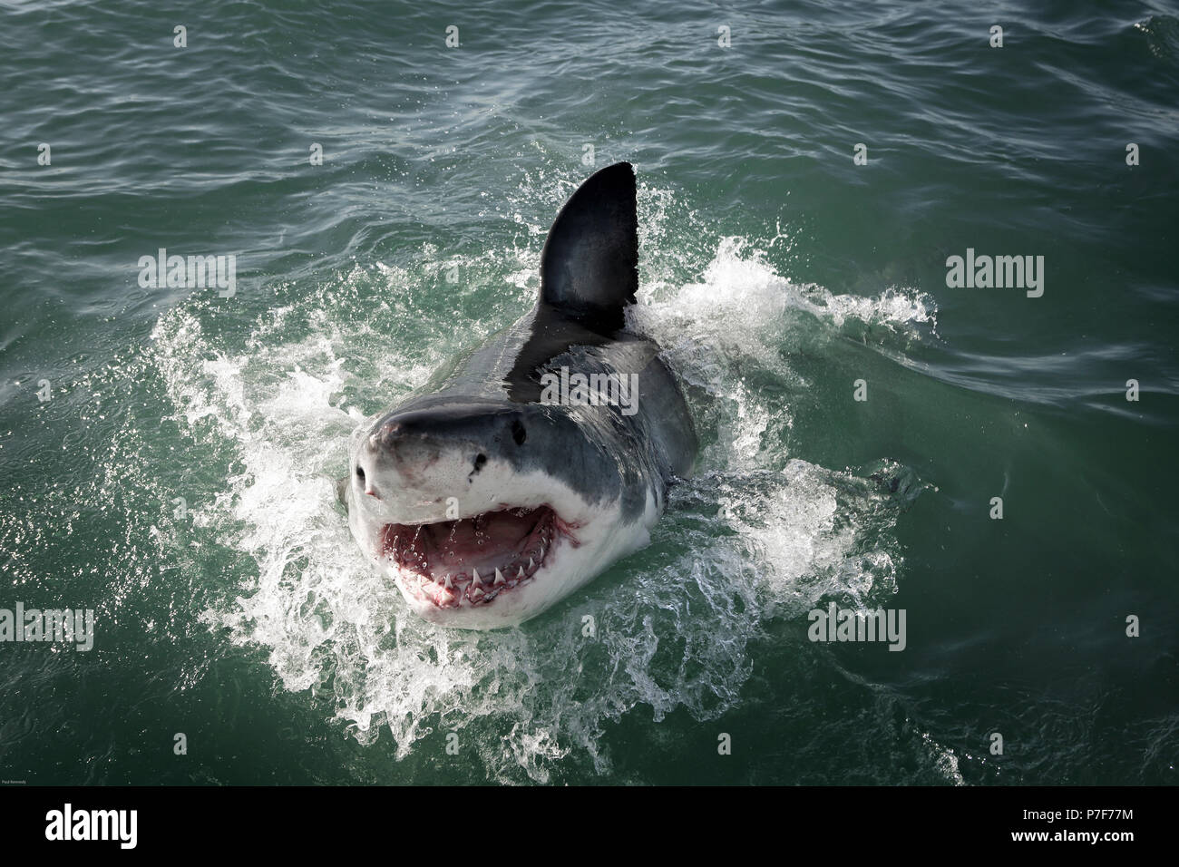 South african great white sharks hi-res stock photography and images ...