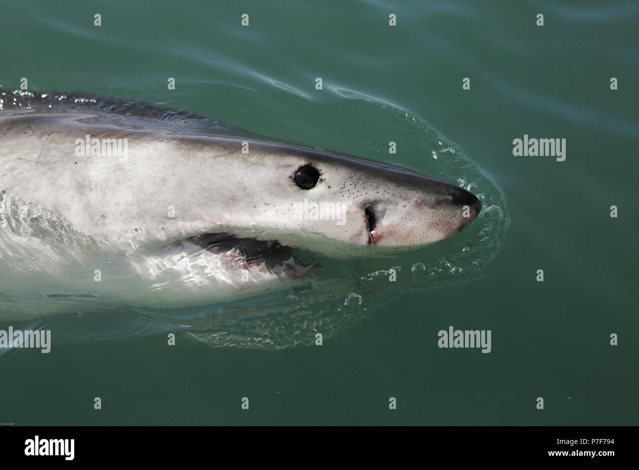 South african great white sharks hi-res stock photography and images ...