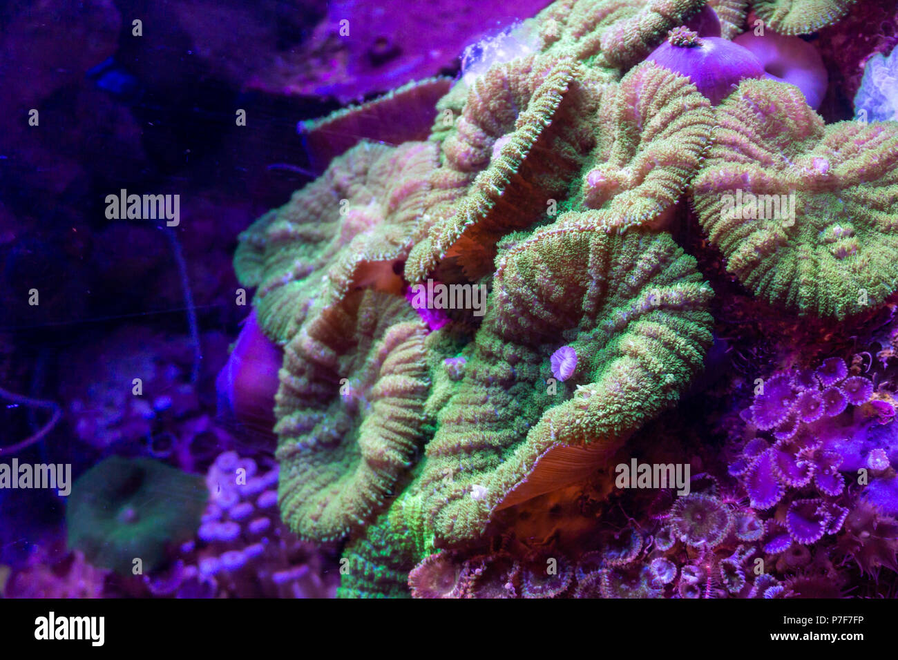 colorful coral reef, marine life in the red sea Stock Photo - Alamy