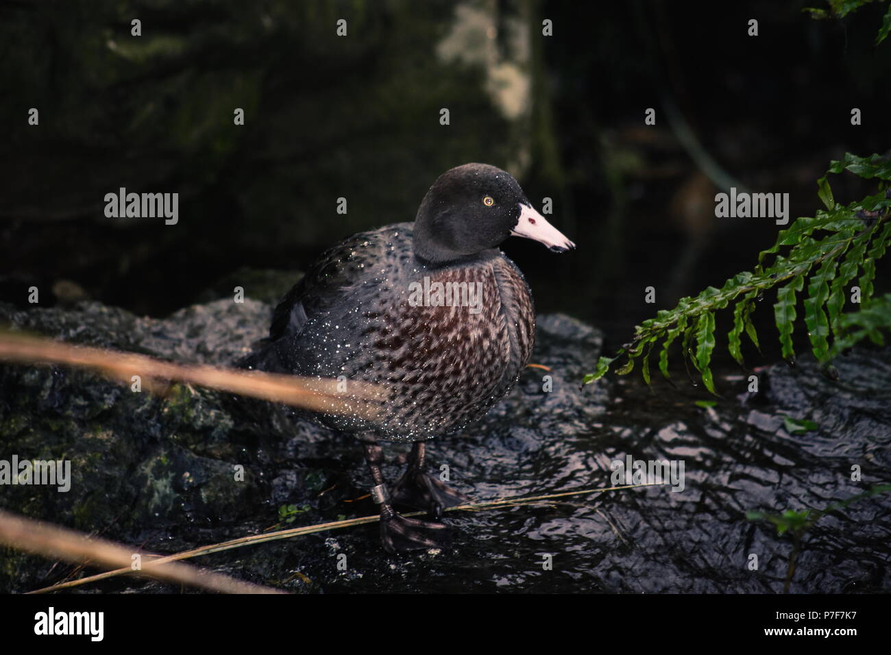 The blue duck (Hymenolaimus malacorhynchos) is a member of the duck ...