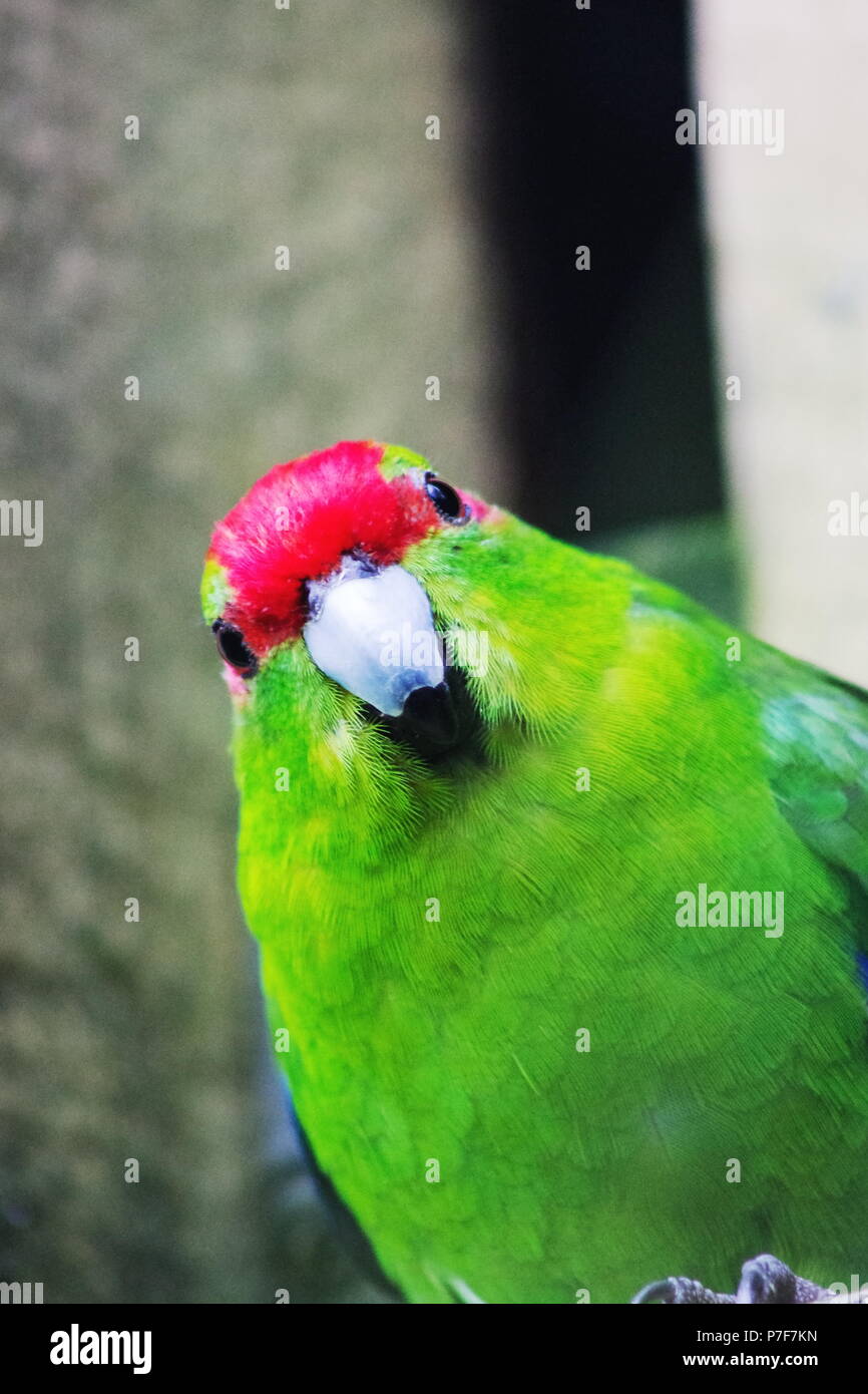 Red fronted parrot hi-res stock photography and images - Alamy